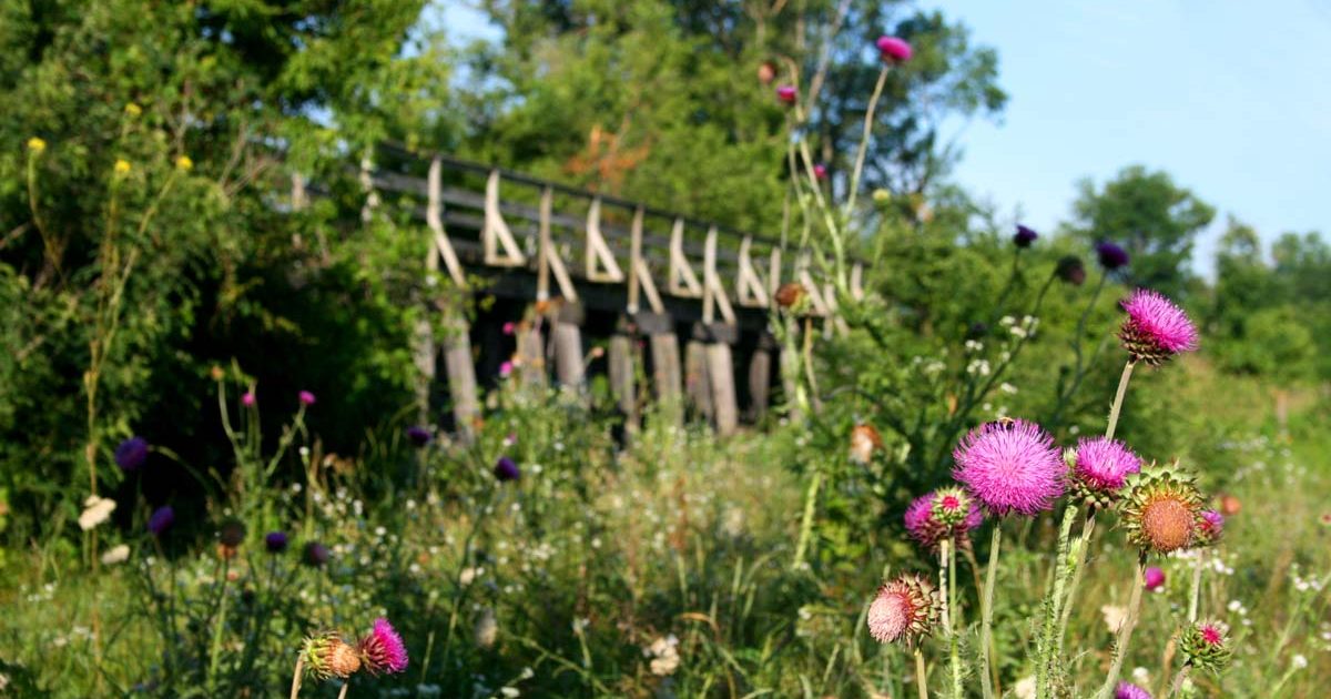 Matsell Bridge Natural Area | Cedar Rapids Tourism